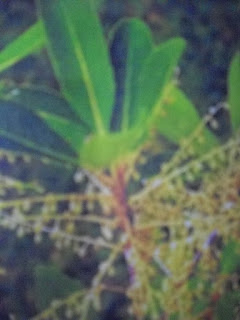 BUDIDAYA TANAMAN GANITRI