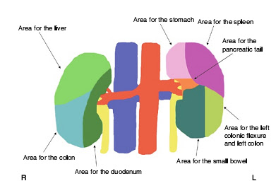ON - RADIOLOGY: Diagram of Anterior anatomical relations of both kidneys