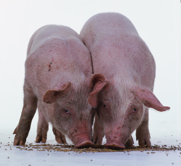 Animals Encyclopedia