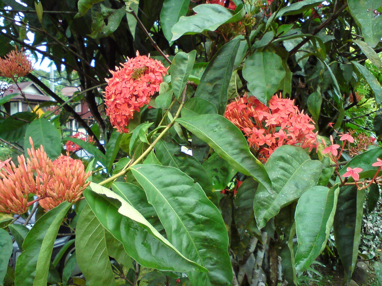 Jom Tanam Bunga: Bunga Jenjarum (Bunga Siantan)