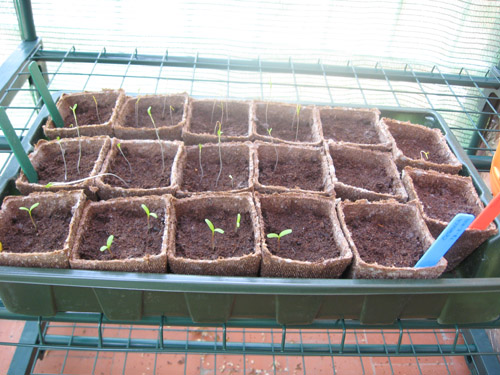 Rincón de Xihom: febrero 2011