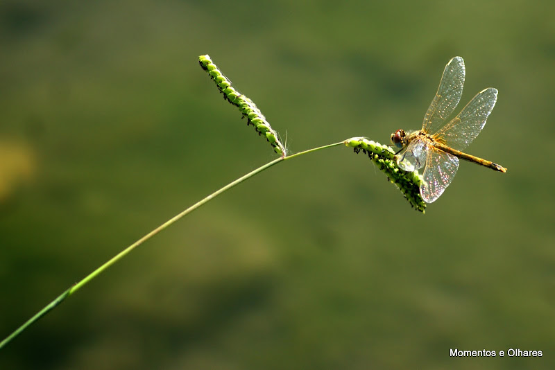 A libelinha - Momentos e Olhares
