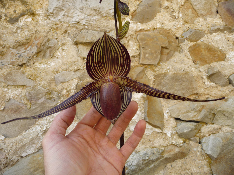Paphiopedilum rothschildianum 'Lilimo'