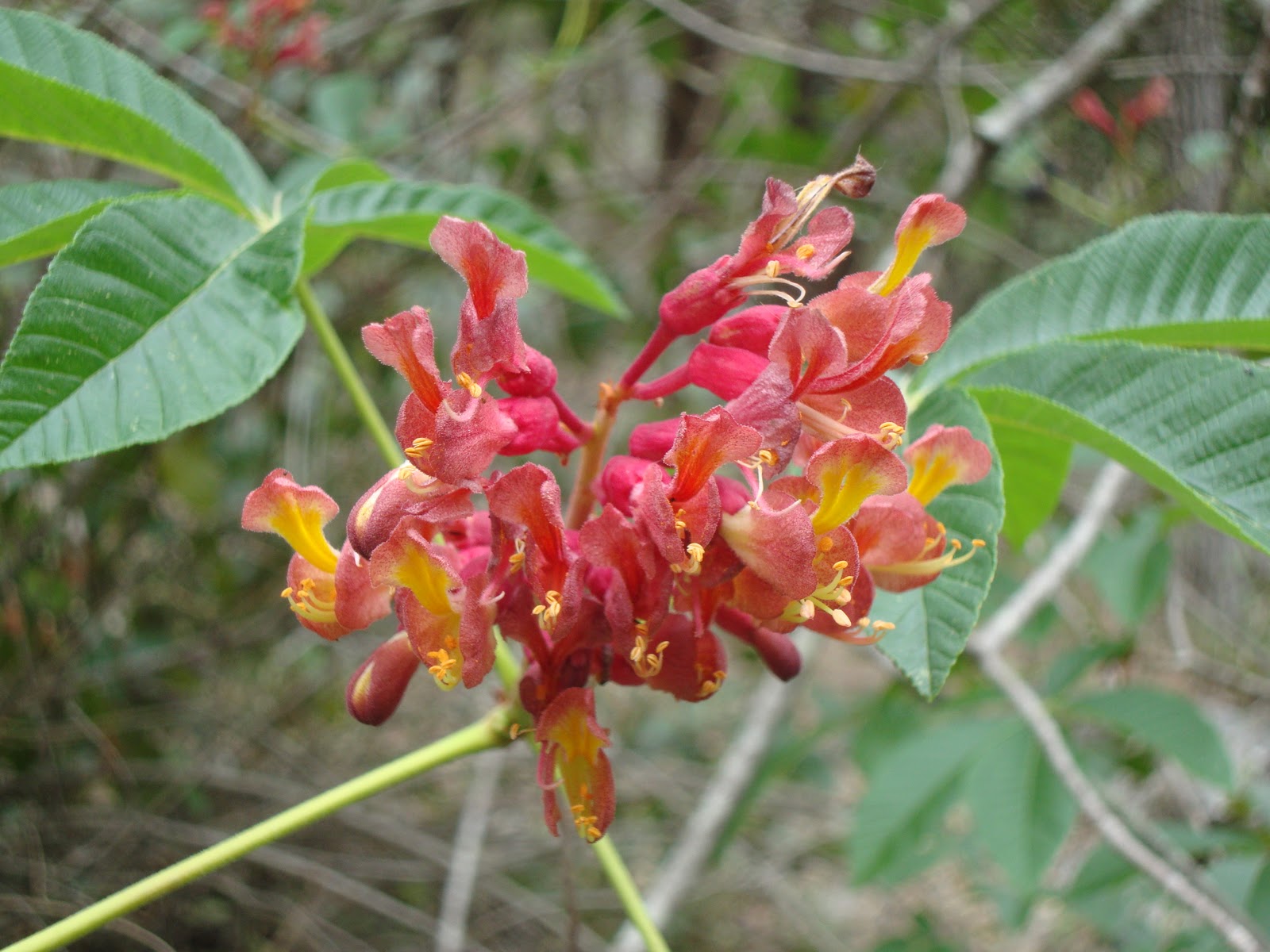 Where Plants Rule: Red Buckeye