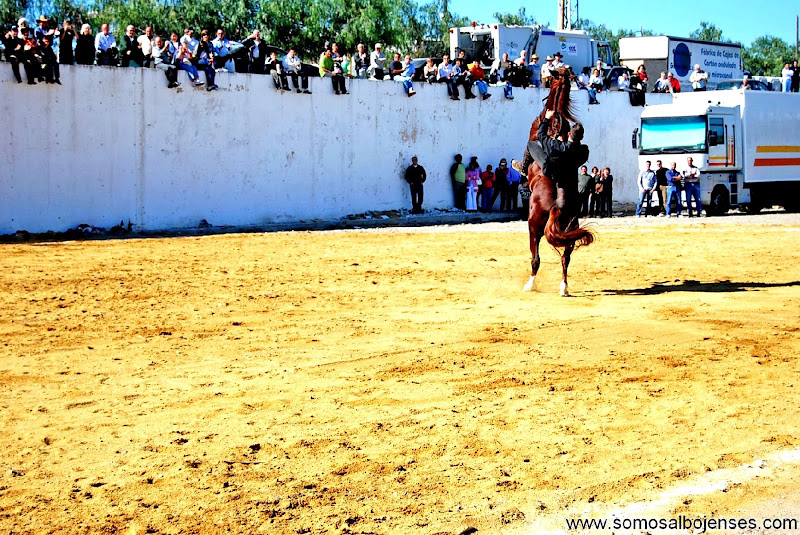 Somos Albojenses - 200 FOTOS EXHIBICION ECUESTRE RAMBLA ALBOX 4-11-2007 ...