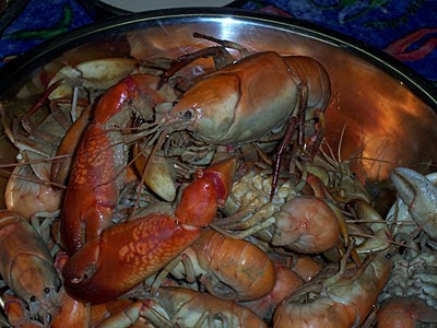 Pretending to Farm: How to Look after Yabbies- Sweet little dam ...