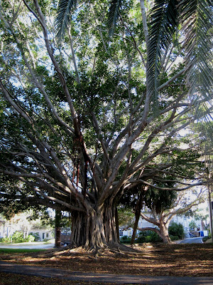 RavenWood Forest: Remarkable Trees in the Land of My Ancestors