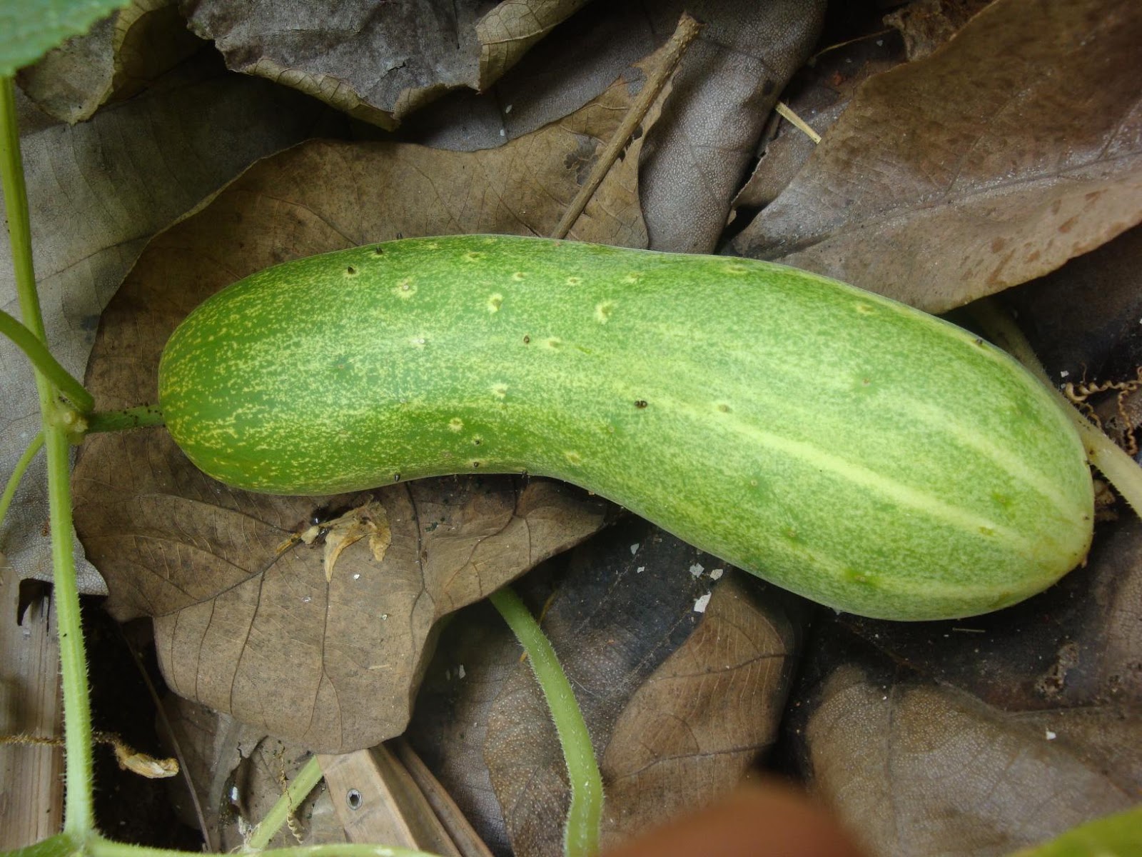 Organic micro farm and vegetable terrace garden : Growing Cucumber