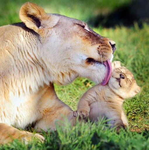 Animales con crias - Imagui