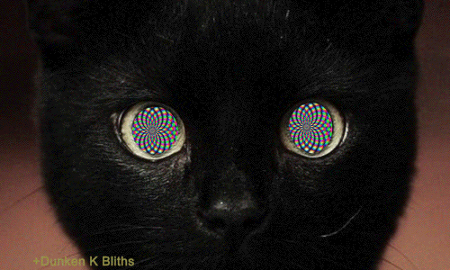 Cat Hypnotics... : r/gifs