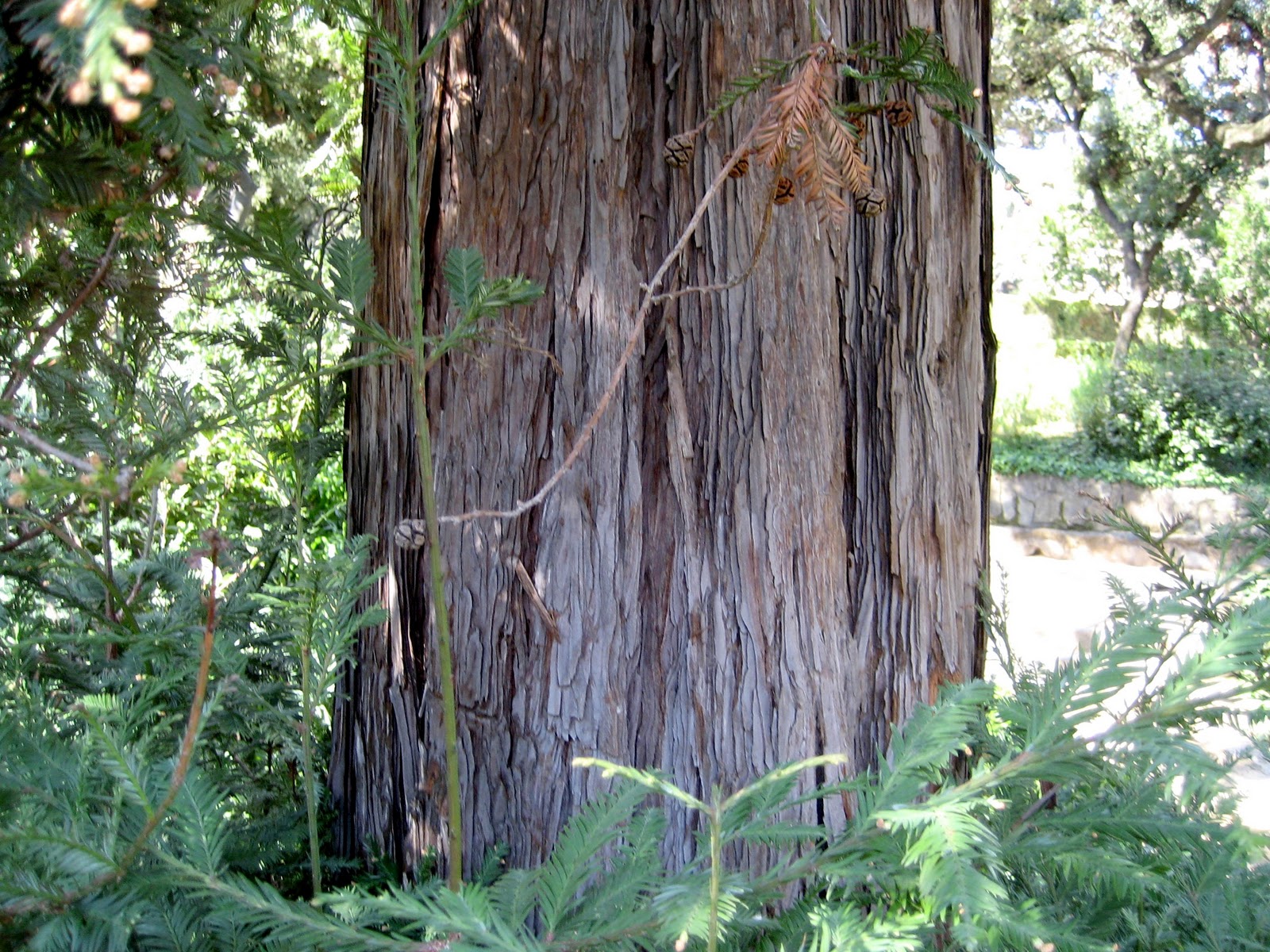 Árboles con alma: Sequoya roja. (Sequoia sempervirens)