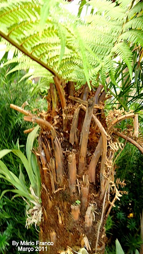 Meu Cantinho Verde: XAXIM - ( Dicksonia sellowiana )