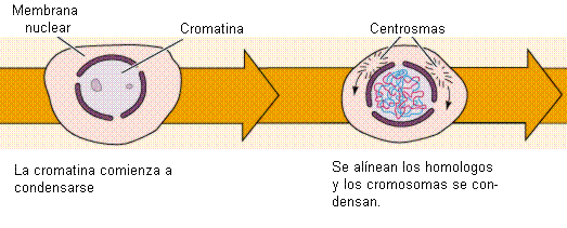 LA MEIOSIS