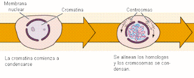 LA MEIOSIS: MEIOSIS I