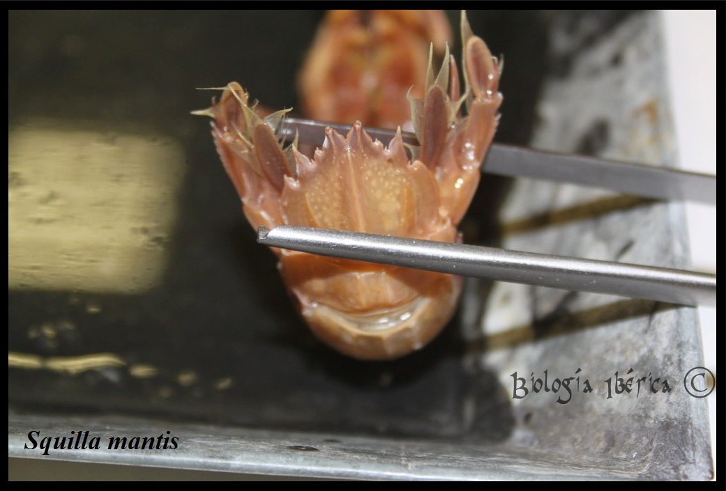 Biología Ibérica: INFRAPHYLUM CRUSTACEA, INFRAPHYLUM ATELOCERATA