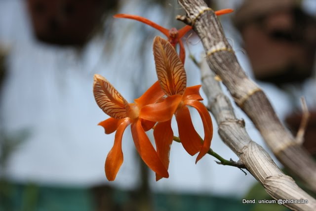 Dendrobium unicum – Đơn Cam – Ớt Chẻ | Phỉ Điểu Lan