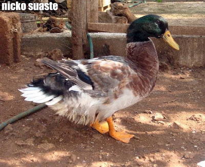 patos "floridanos" 3 meses de tenerlos en casa ~ Mis Aves de Corral