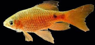 FISHES OF INDIA: rosy barb (Puntius conchonius)
