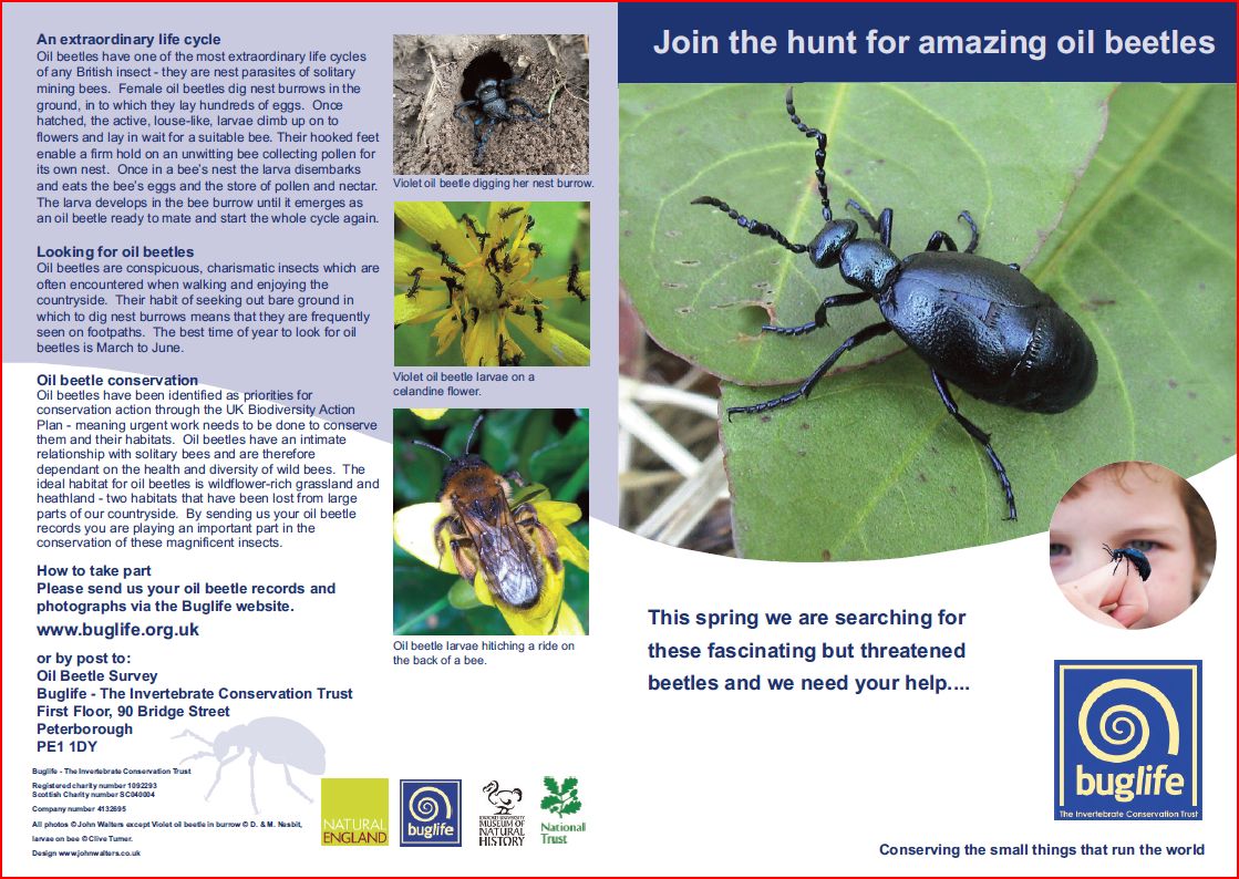 Islay Natural History Trust: Hunt the Oil Beetle