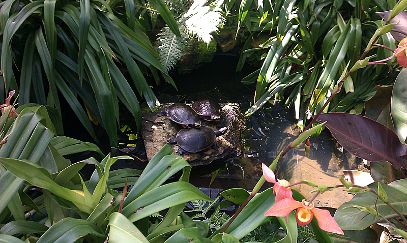 Turtles of the Fuqua Conservatory and Orchid Center, Part 1 ...