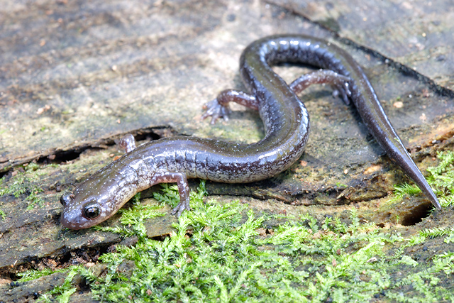 My Summer in Michigan (Repost From Main Forum) - Field Herp Forum