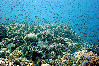The Great Barrier Reef Environmental Threats: Overfishing an Issue?