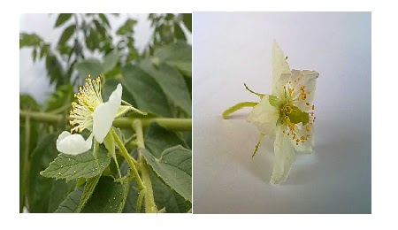 BELAJAR BERSAMA: TUMBUHAN BIJI