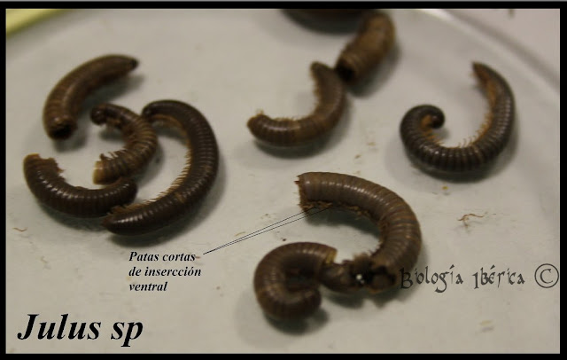 Biología Ibérica: INFRAPHYLUM CRUSTACEA, INFRAPHYLUM ATELOCERATA