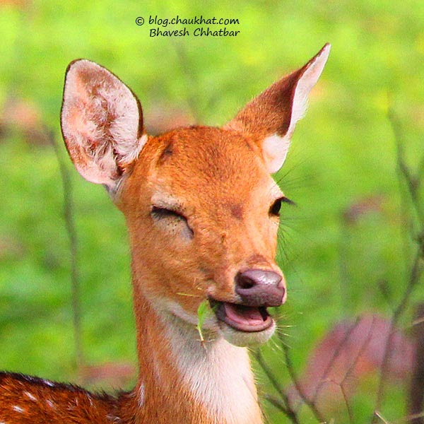 Bhavesh Chhatbar's Blog: November 2013