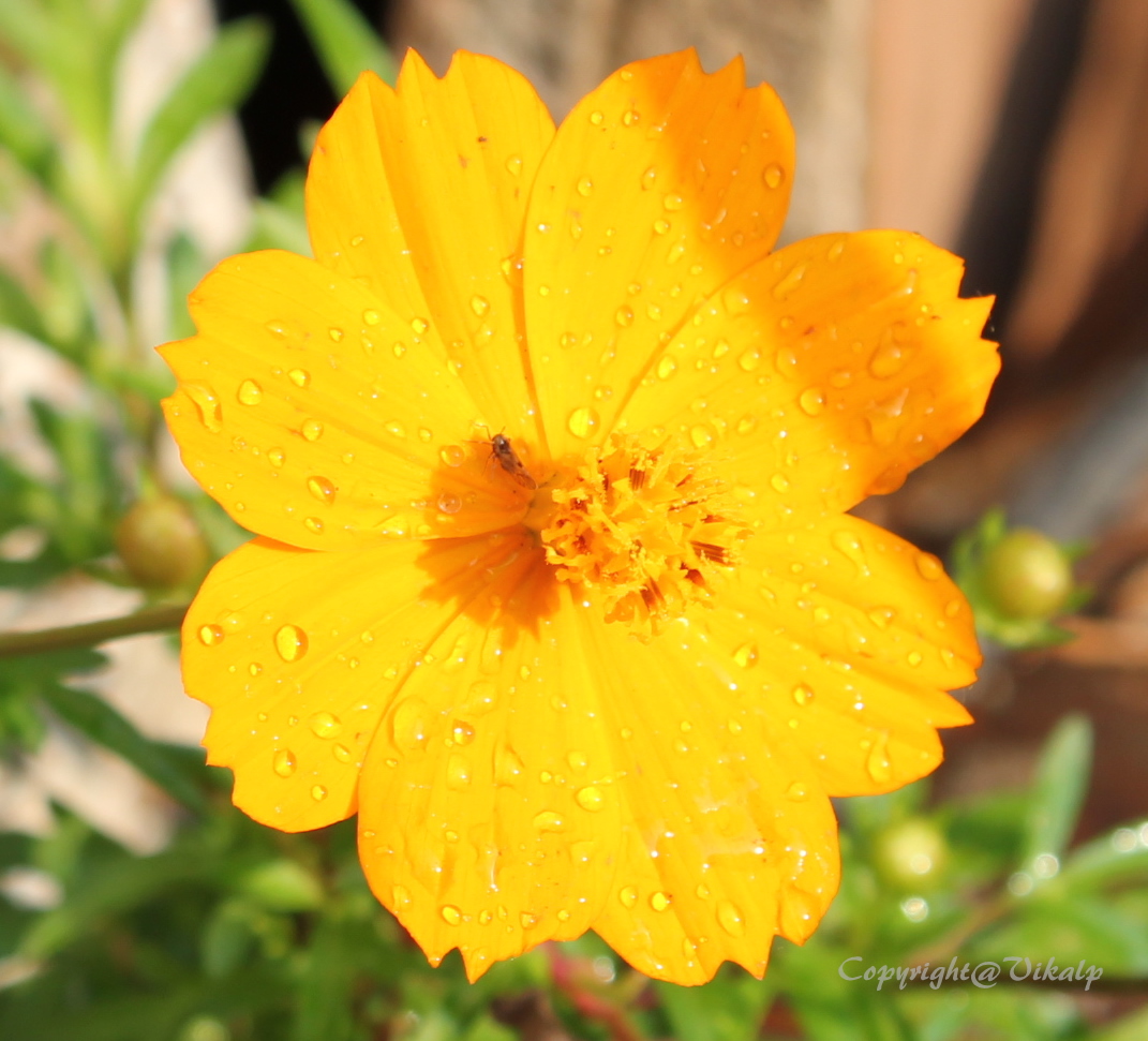 Snaps@Flowers of India: Flowers in Winter