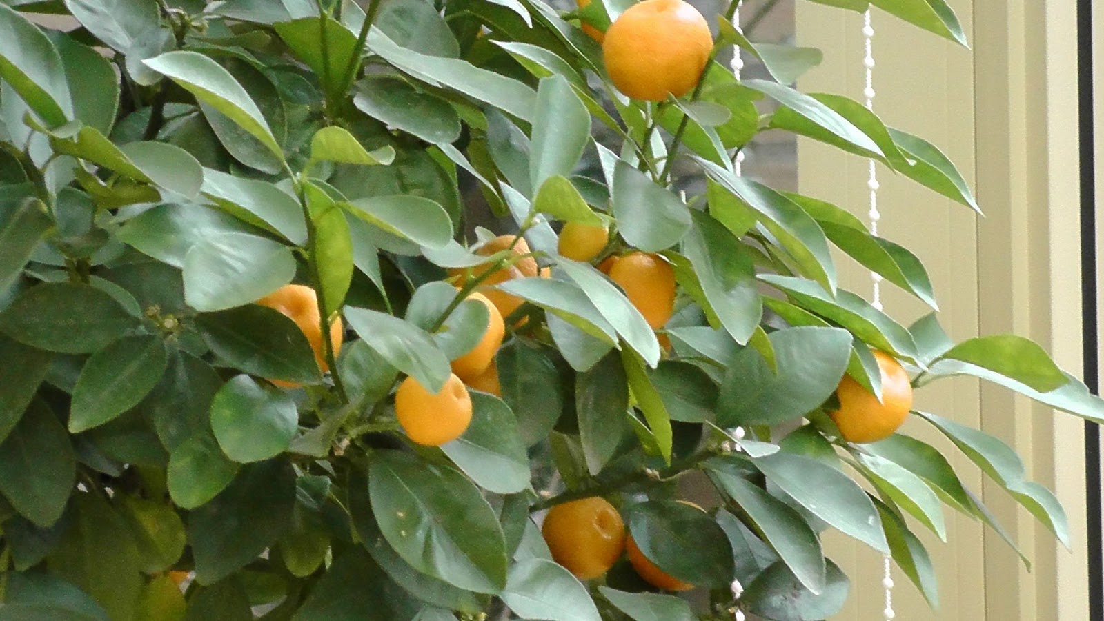 hobbydoe: Groente en fruit uit de kas