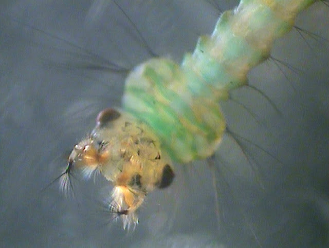 Macroinvertebrados acuáticos: MOSQUITOS EXÓTICOS