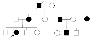 Chapin's Bio Blog: Understanding Pedigrees