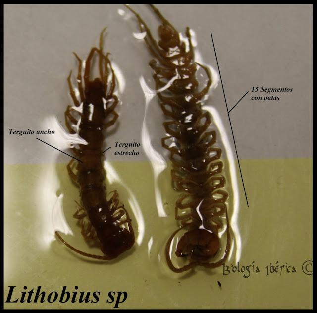 Biología Ibérica: INFRAPHYLUM CRUSTACEA, INFRAPHYLUM ATELOCERATA