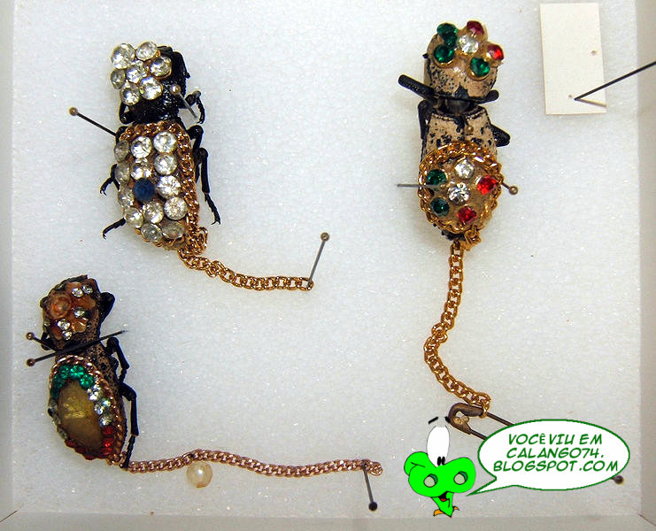 [Toca do Calango]: [para conhecer] Maqueche, o besouro-jóia