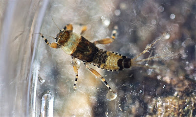Aquatic Insects of Central Virginia: Notes on the Photography of ...
