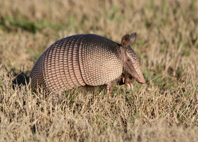 Julie Zickefoose on Blogspot: Our First Armadillo