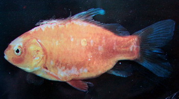 Fish Freshwater Aquarium: Penyakit dan Parasit Ikan