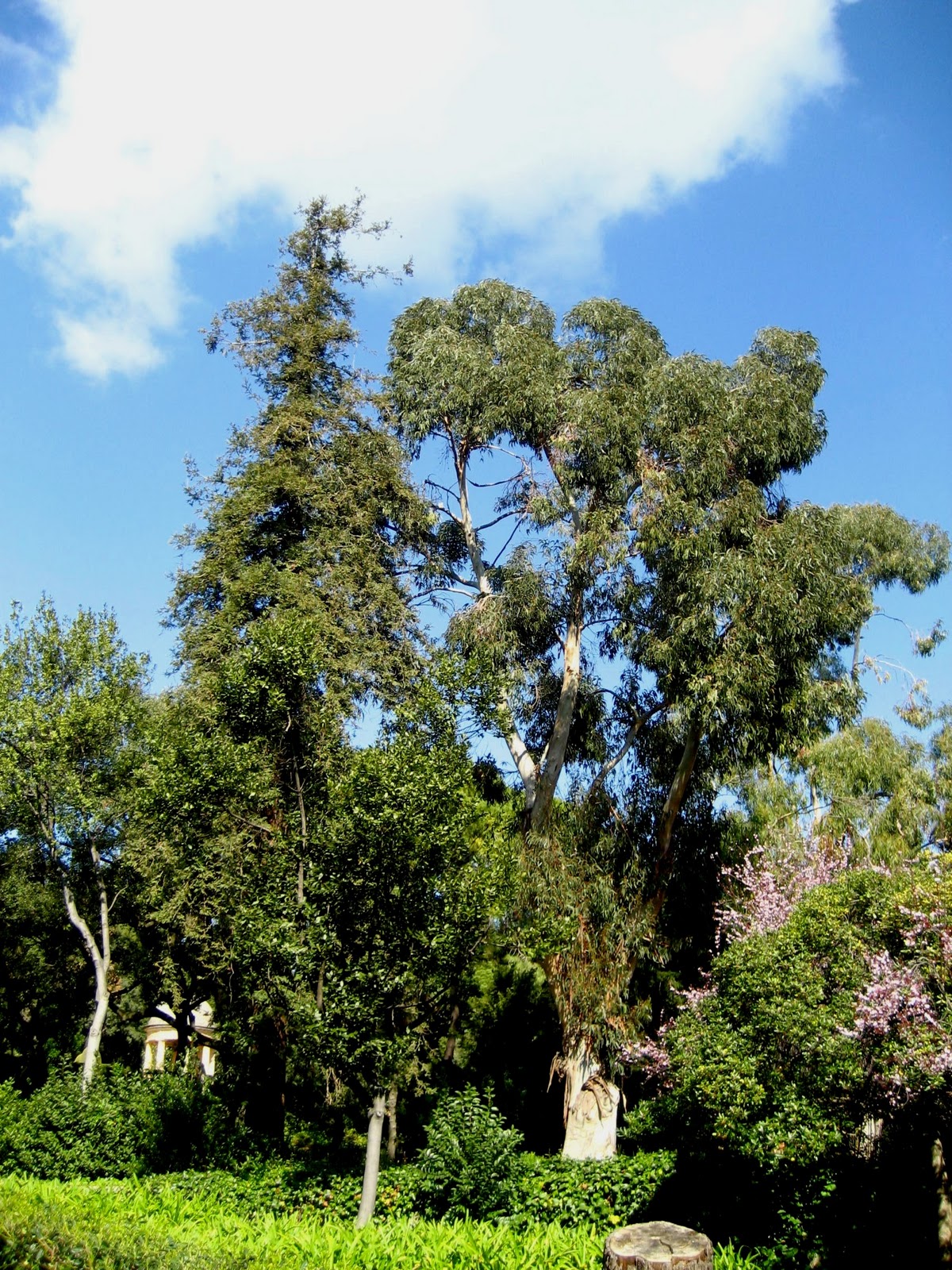 Árboles con alma: Sequoya roja. (Sequoia sempervirens)