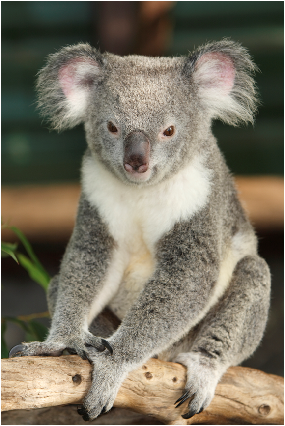 Koala Facts