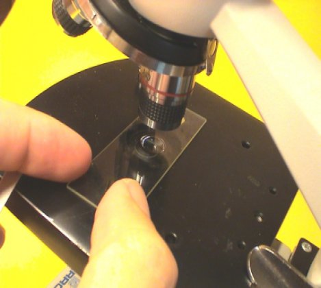 bioproess tech102: Lab 2:Measurement And Counting Of Cells Using Microscope