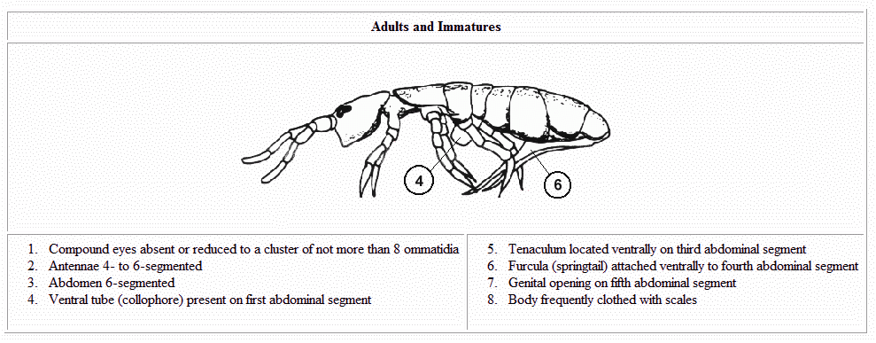 Snow fleas! ~ Hudson Valley Geologist
