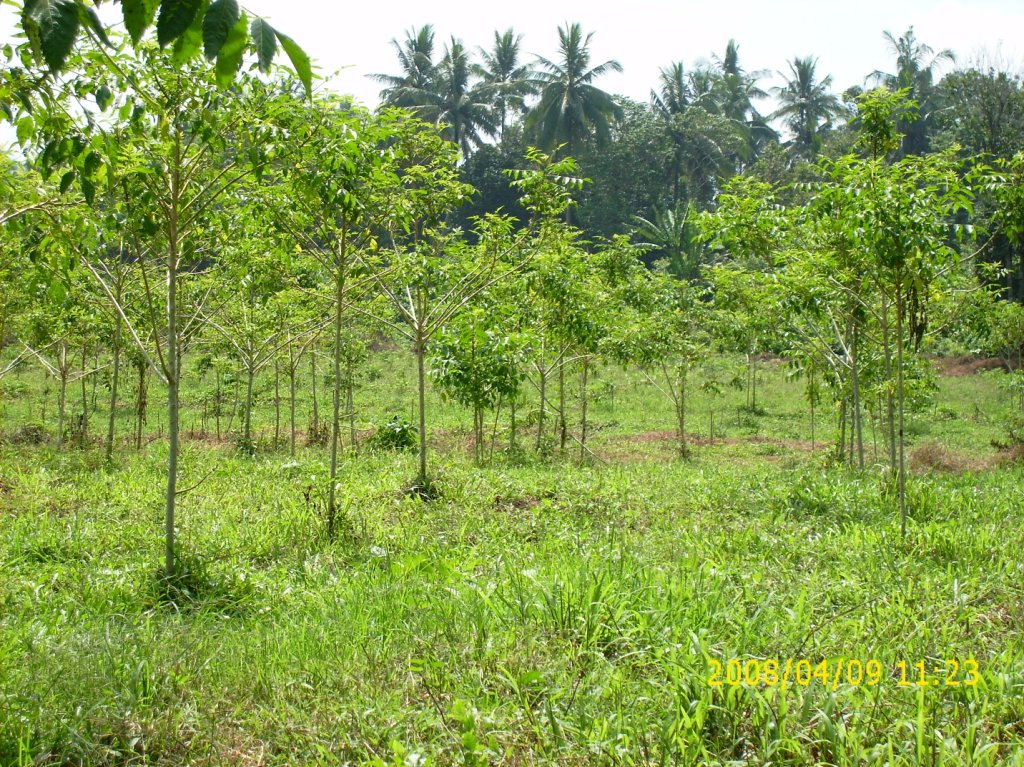 RazakMeladaPahit.Plus