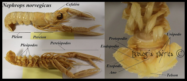Biología Ibérica: INFRAPHYLUM CRUSTACEA, INFRAPHYLUM ATELOCERATA