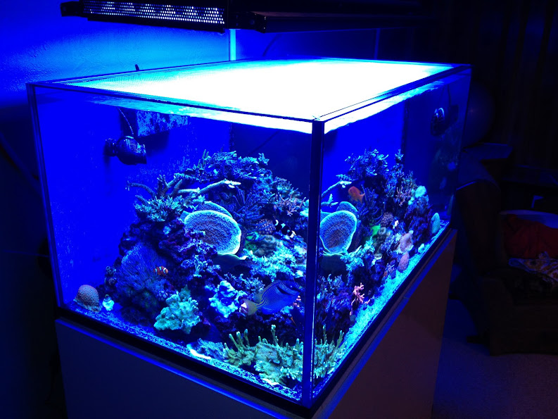 Recessed Rimless Tank Screen | Reef2Reef