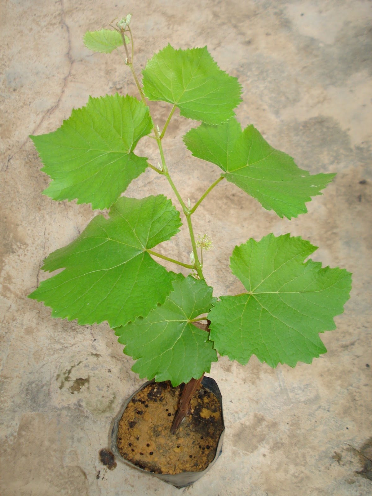 MY GARDEN: Menambah koleksi pokok anggur