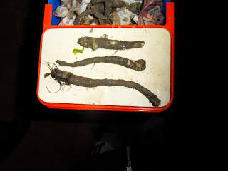 GANG SURFCASTING: Casulo