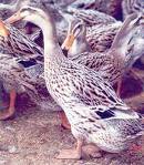 Jenis - Jenis Itik | Berita Warta Tips Info