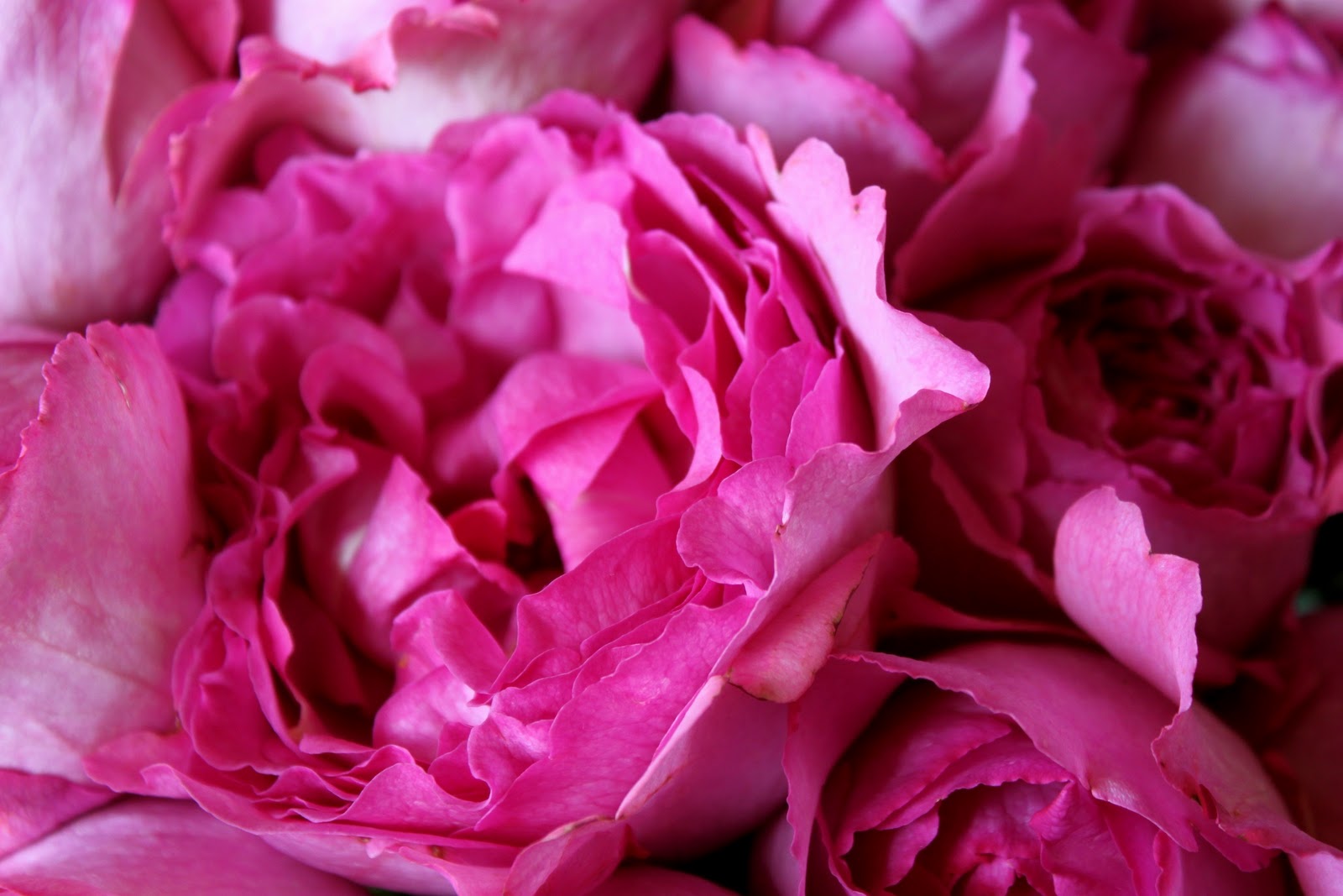 Jewels of Ojai: Peony Roses