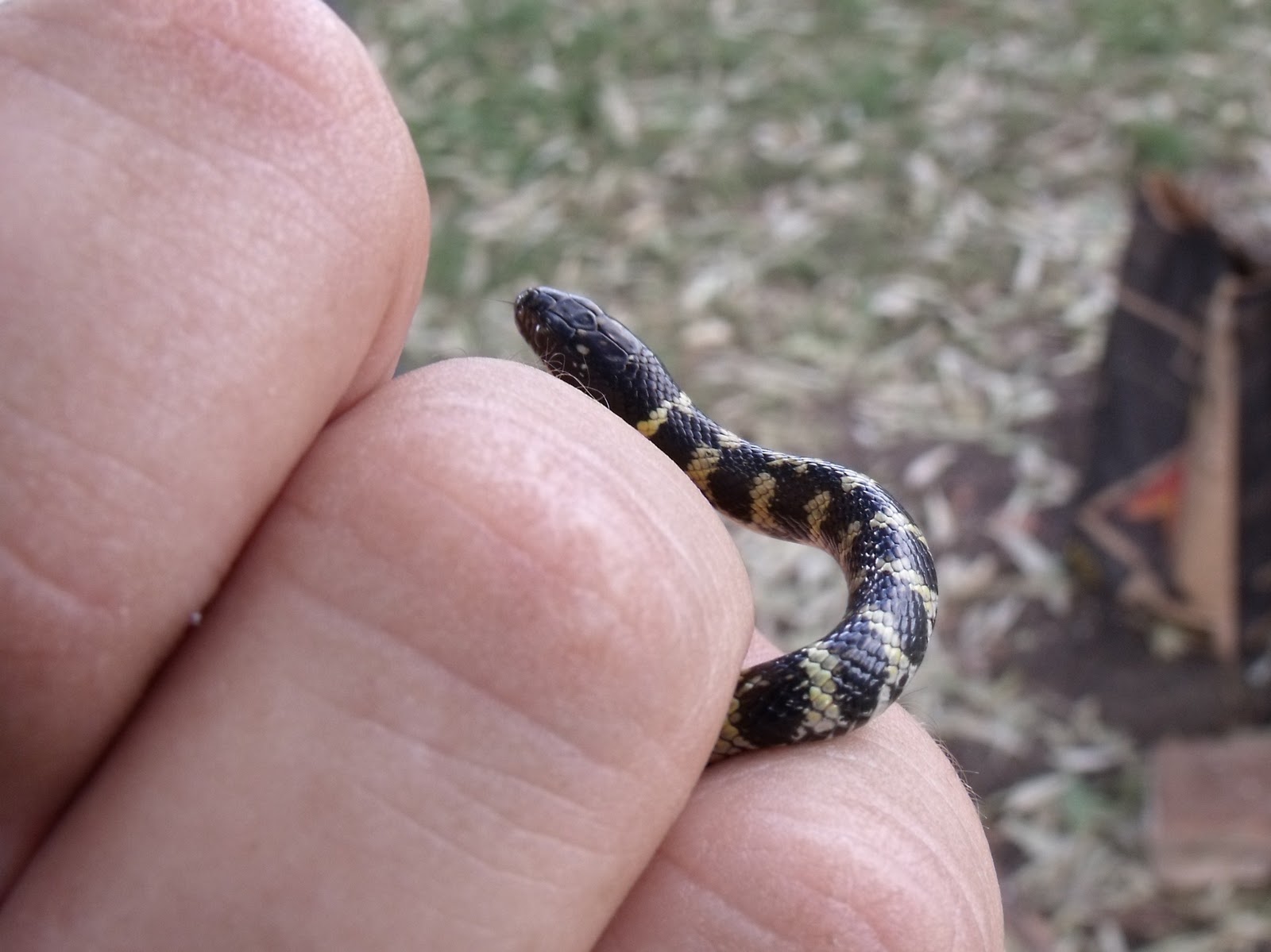 NATURALEZA Y CULTURA: Culebra Verde y Negra